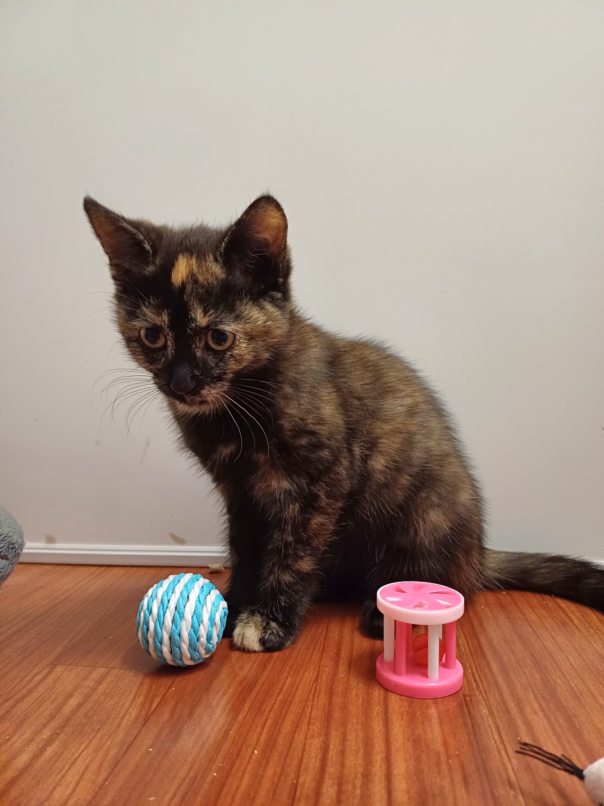 Kittens | Heatons Cats